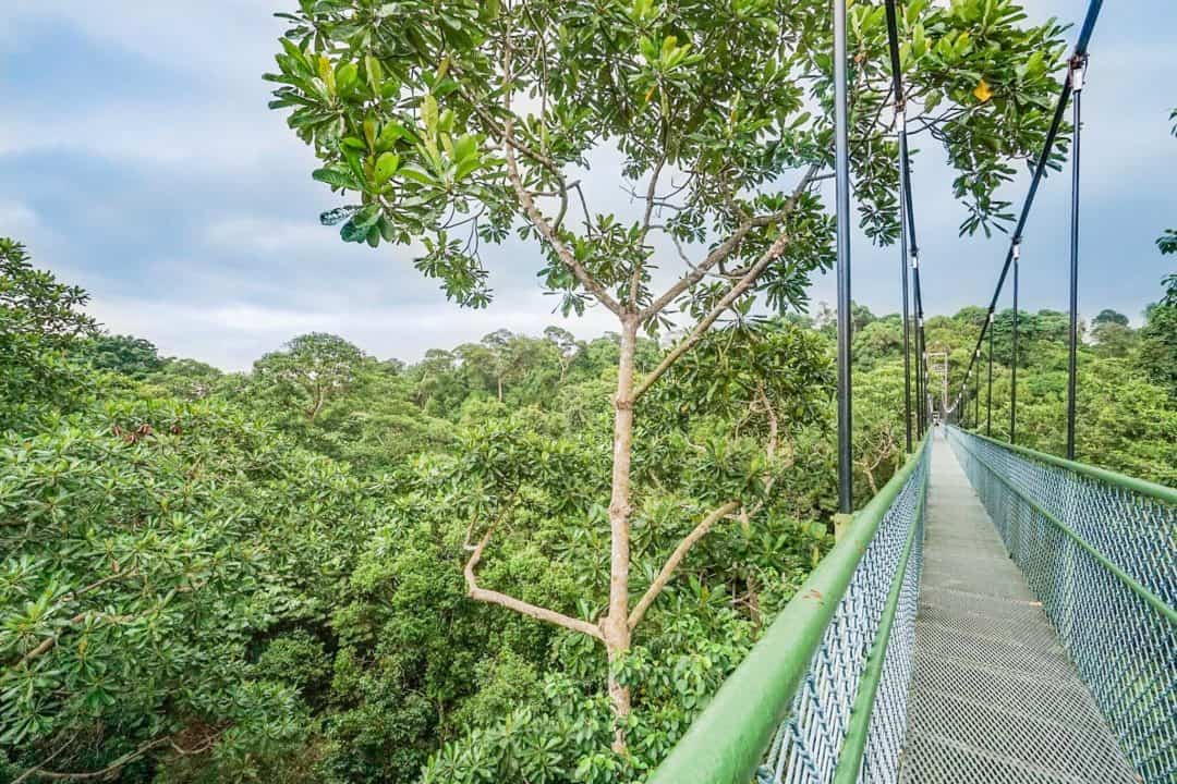 Der TreeTop Walk in Singapur – Hiking im Dschungel einer asiatischen ...