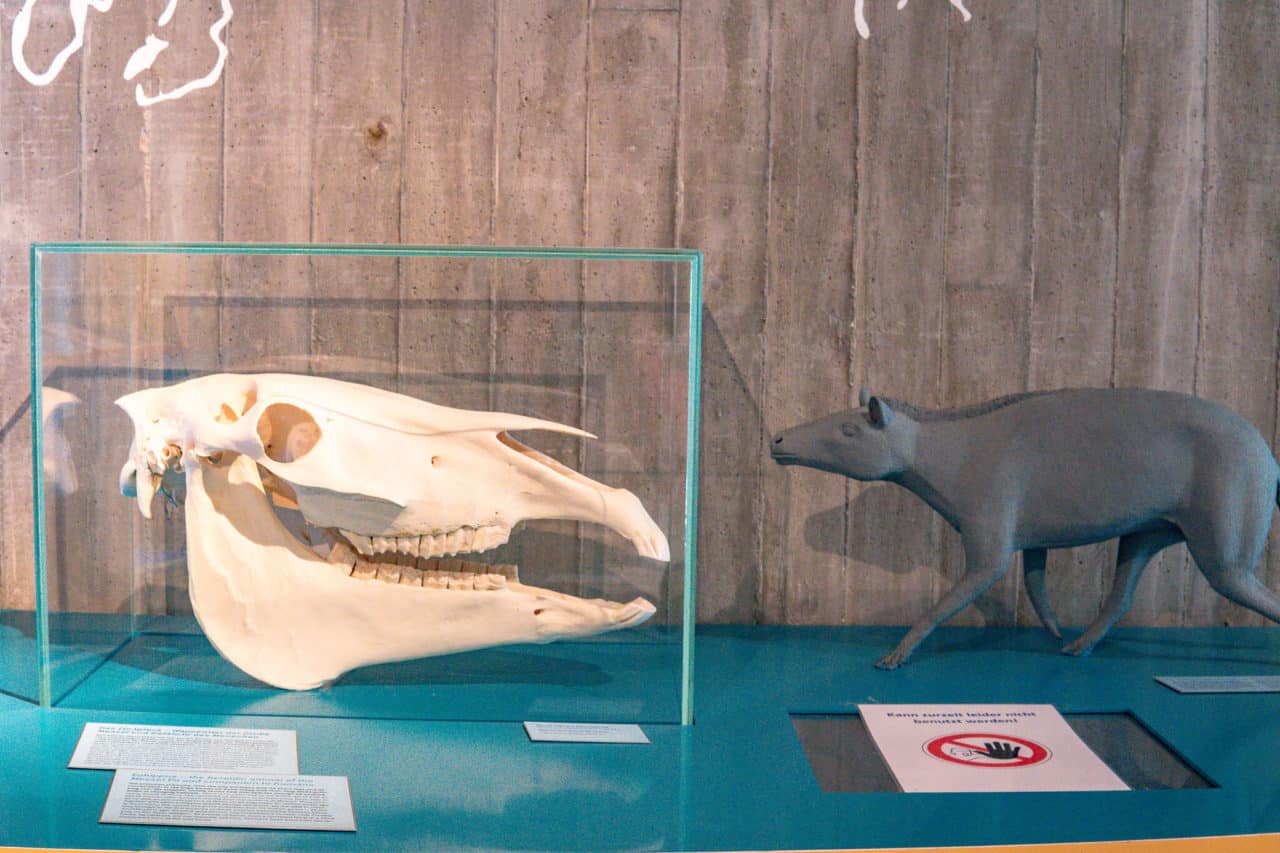 Grube Messel – Auf Zeitreise mit Fossilien - Barbaralicious